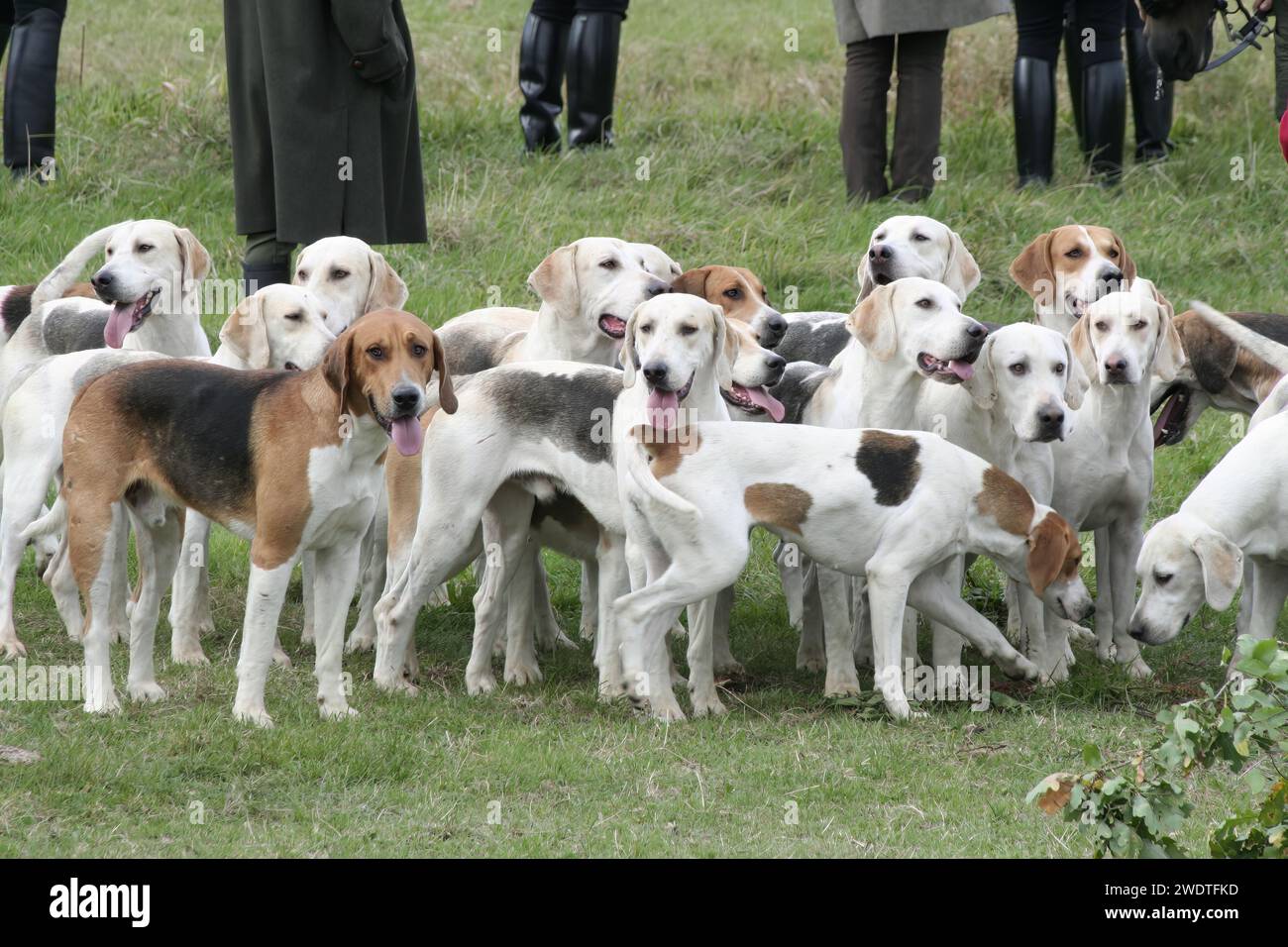 Foxhound pack hi-res stock photography and images - Alamy