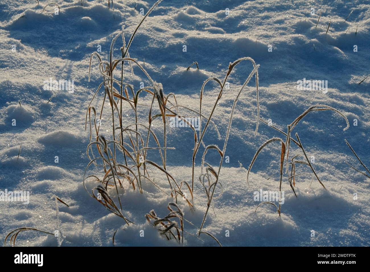 Grass and Snwo Stock Photo - Alamy