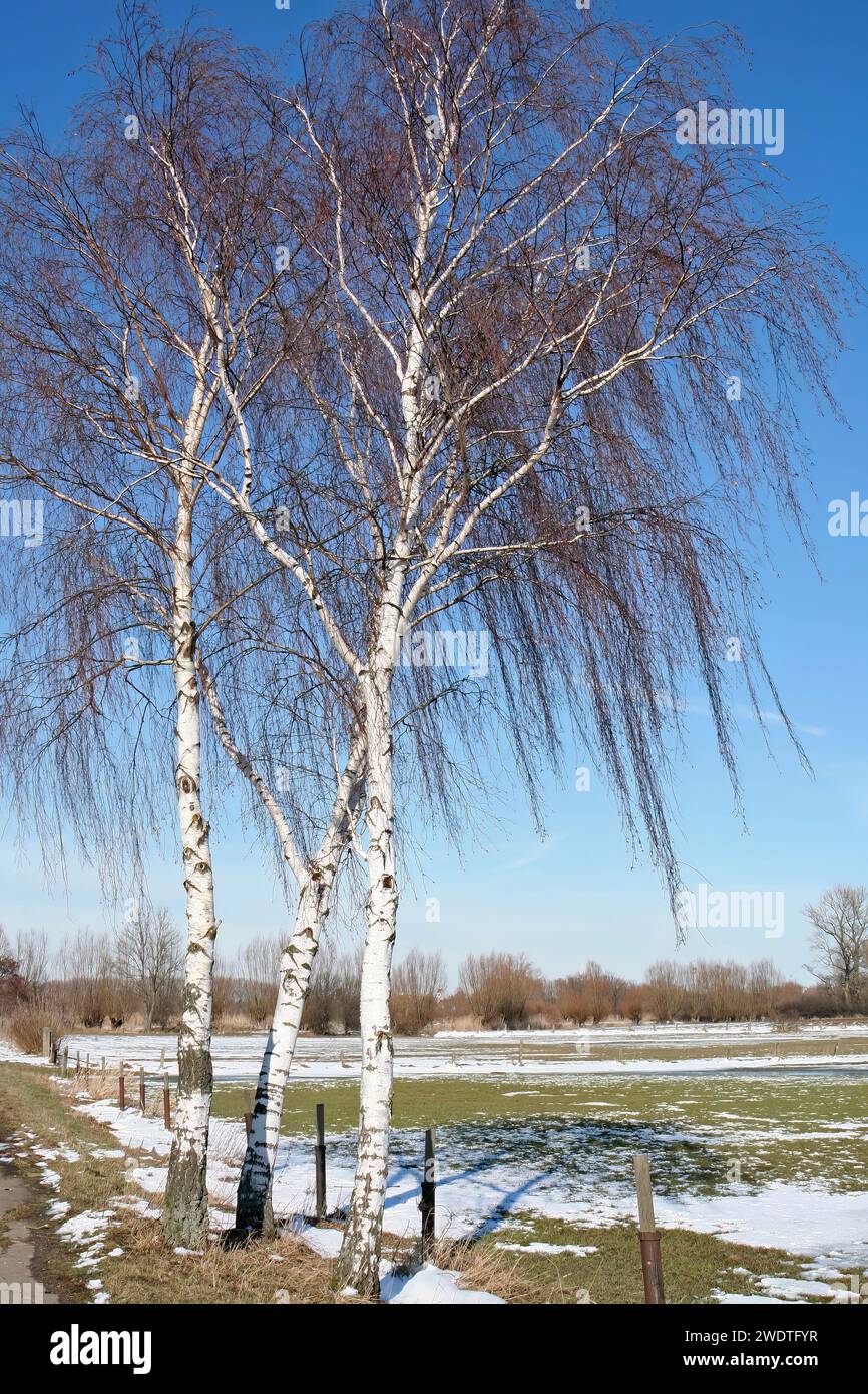 East asian white birches hi-res stock photography and images - Alamy