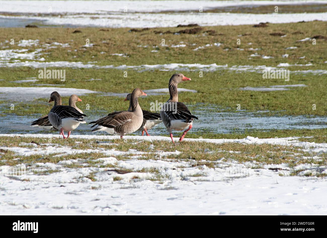 Grayleg geese hi-res stock photography and images - Alamy