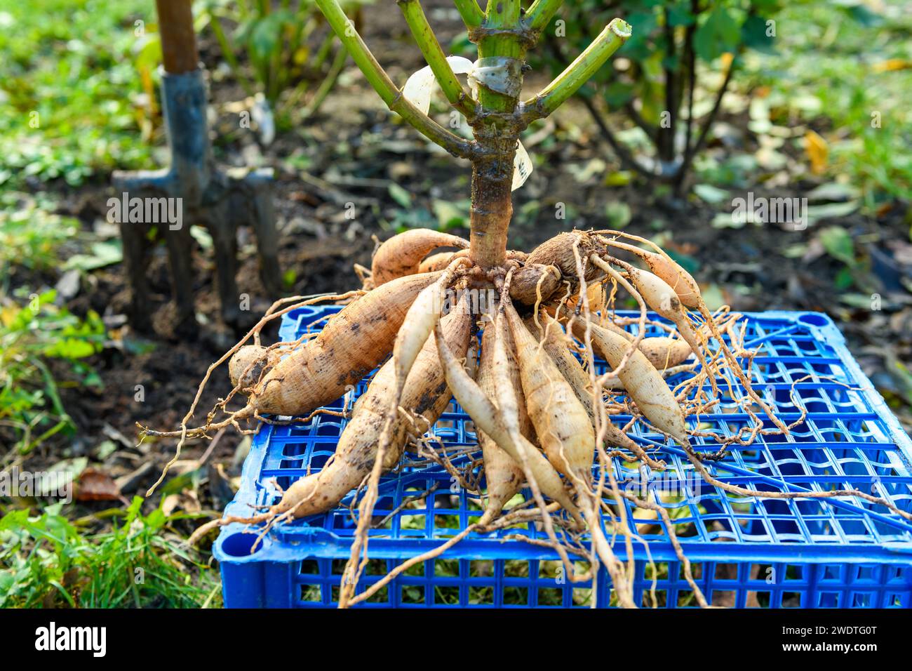 Freshly lifted dahlia plant tubers. Digging up dahlia tubers, cleaning ...