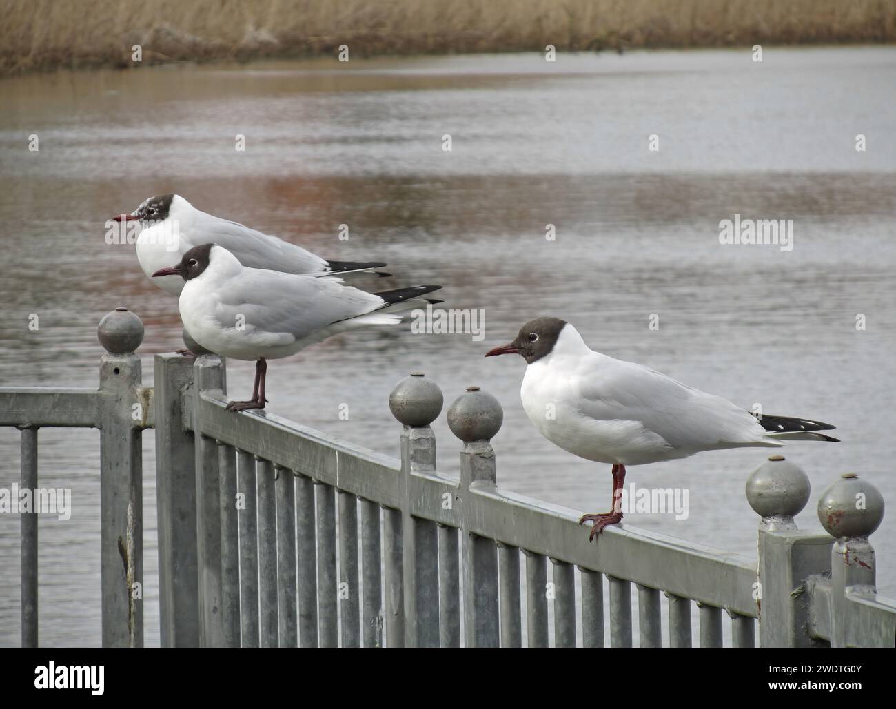 Black Headed Gulls Stock Photo - Alamy