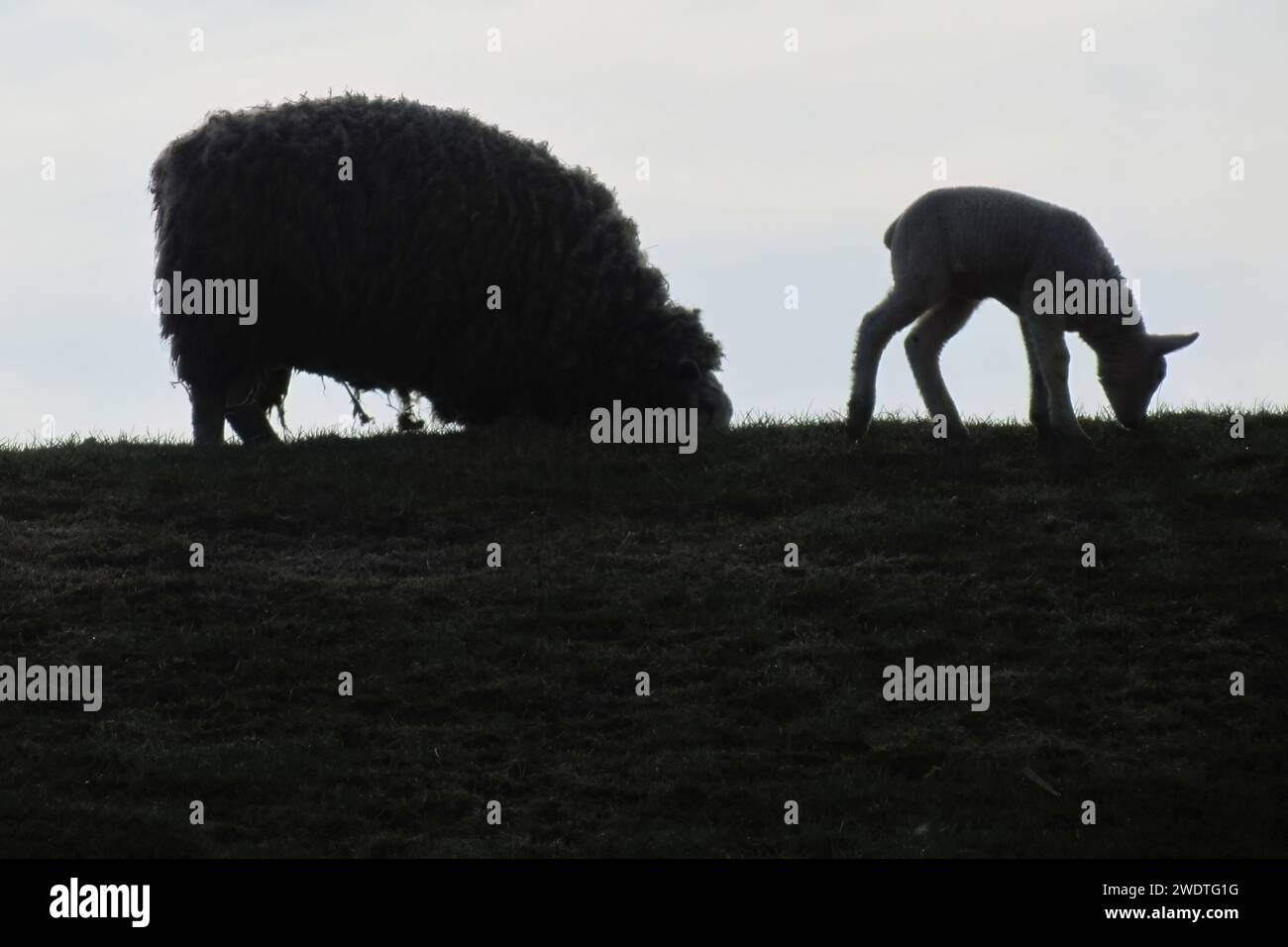 Schafe sheep hi-res stock photography and images - Alamy