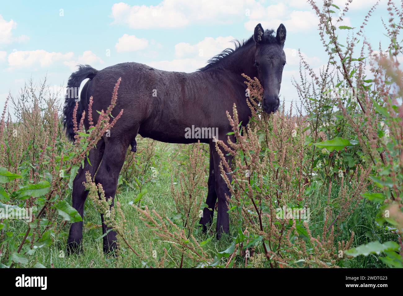 Photography of friesian horses hi-res stock photography and images - Alamy