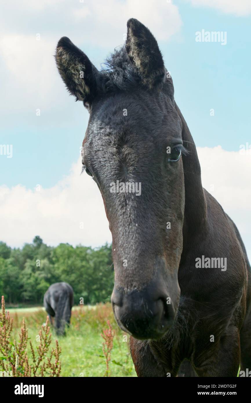 Friesian colt hi-res stock photography and images - Alamy
