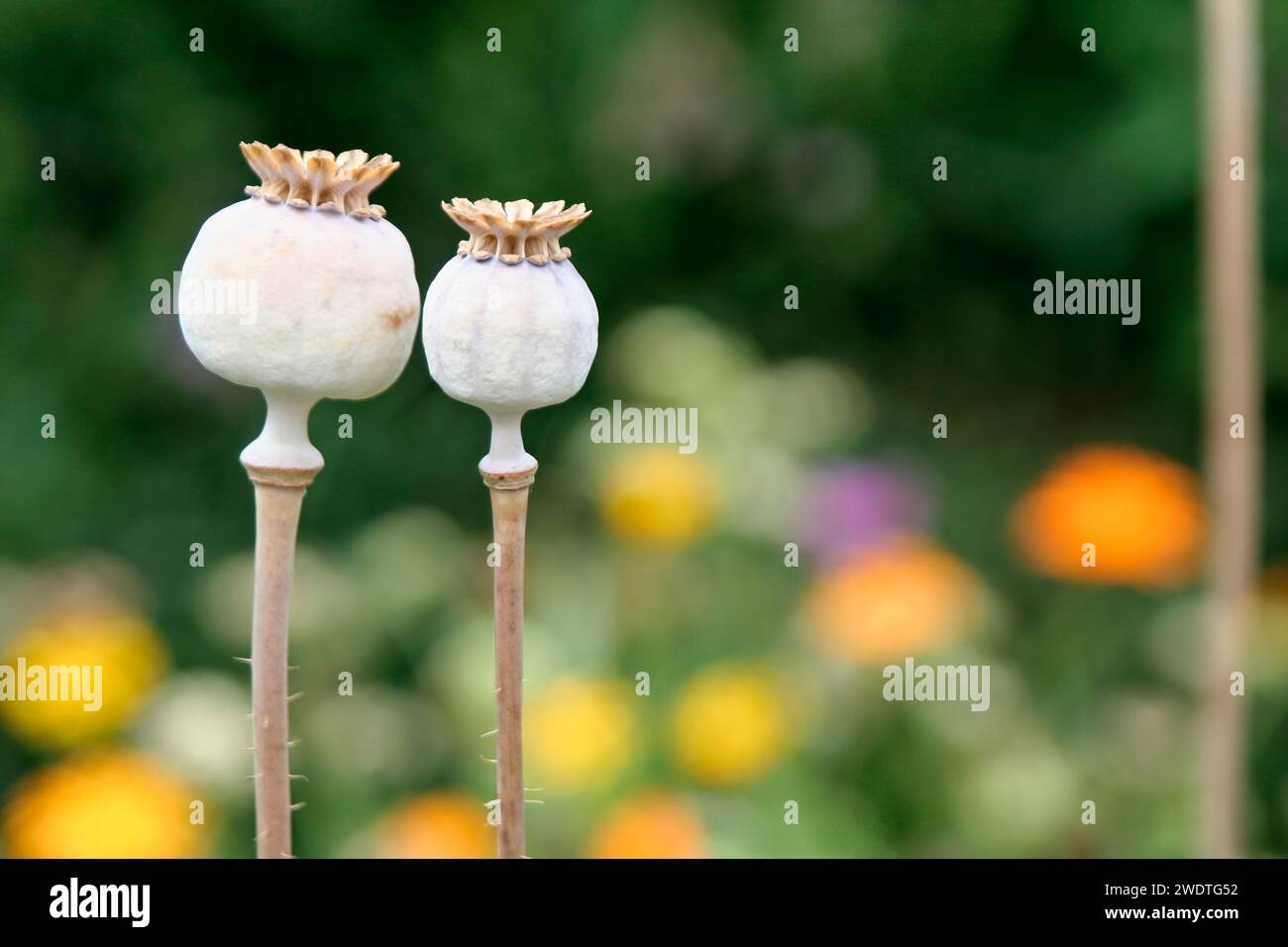Poppy seed capsules hi-res stock photography and images - Alamy