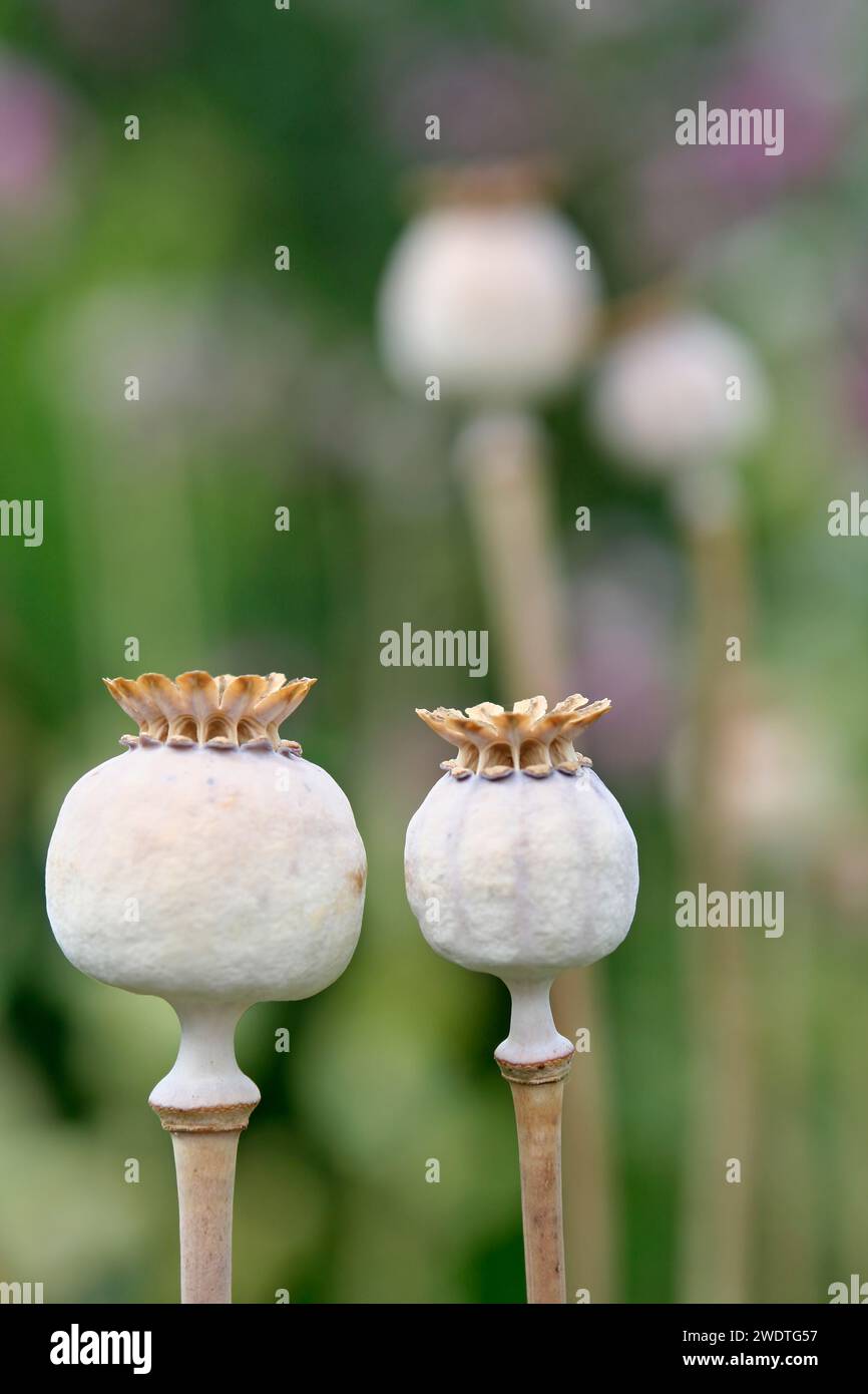 Poppy seed capsules hi-res stock photography and images - Alamy