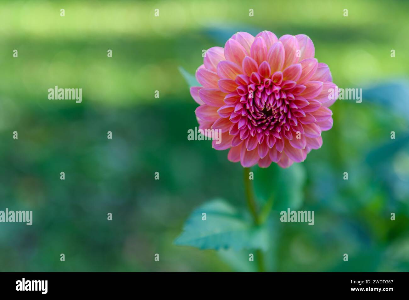 Dahlia pink runner hi-res stock photography and images - Alamy