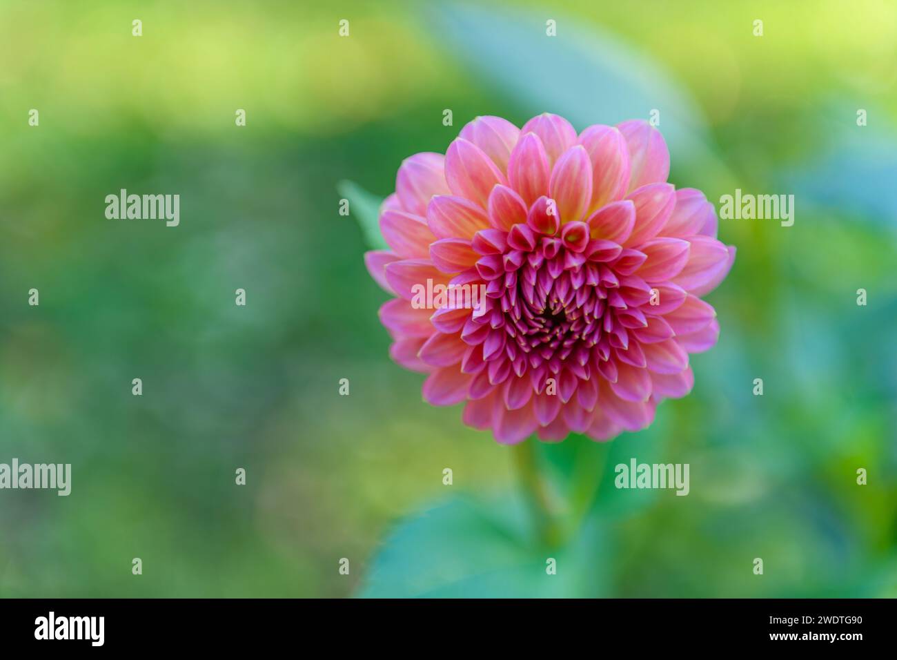 Dahlia pink runner hi-res stock photography and images - Alamy