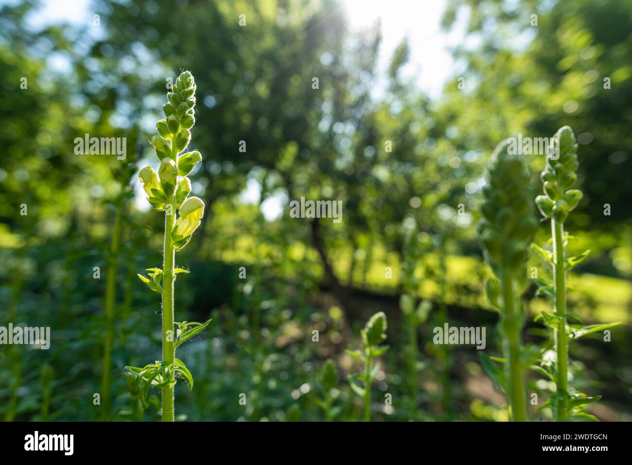 Tall healthy snapdragons with flower buds, ready to bloom. Antirrhinum ...