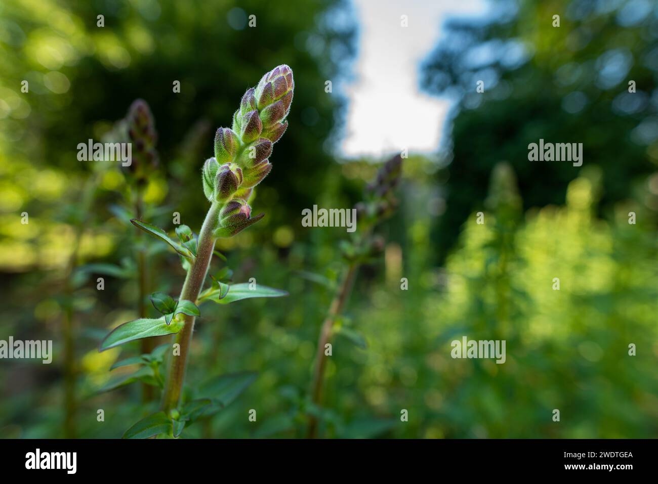 Tall healthy snapdragons with flower buds, ready to bloom. Antirrhinum ...
