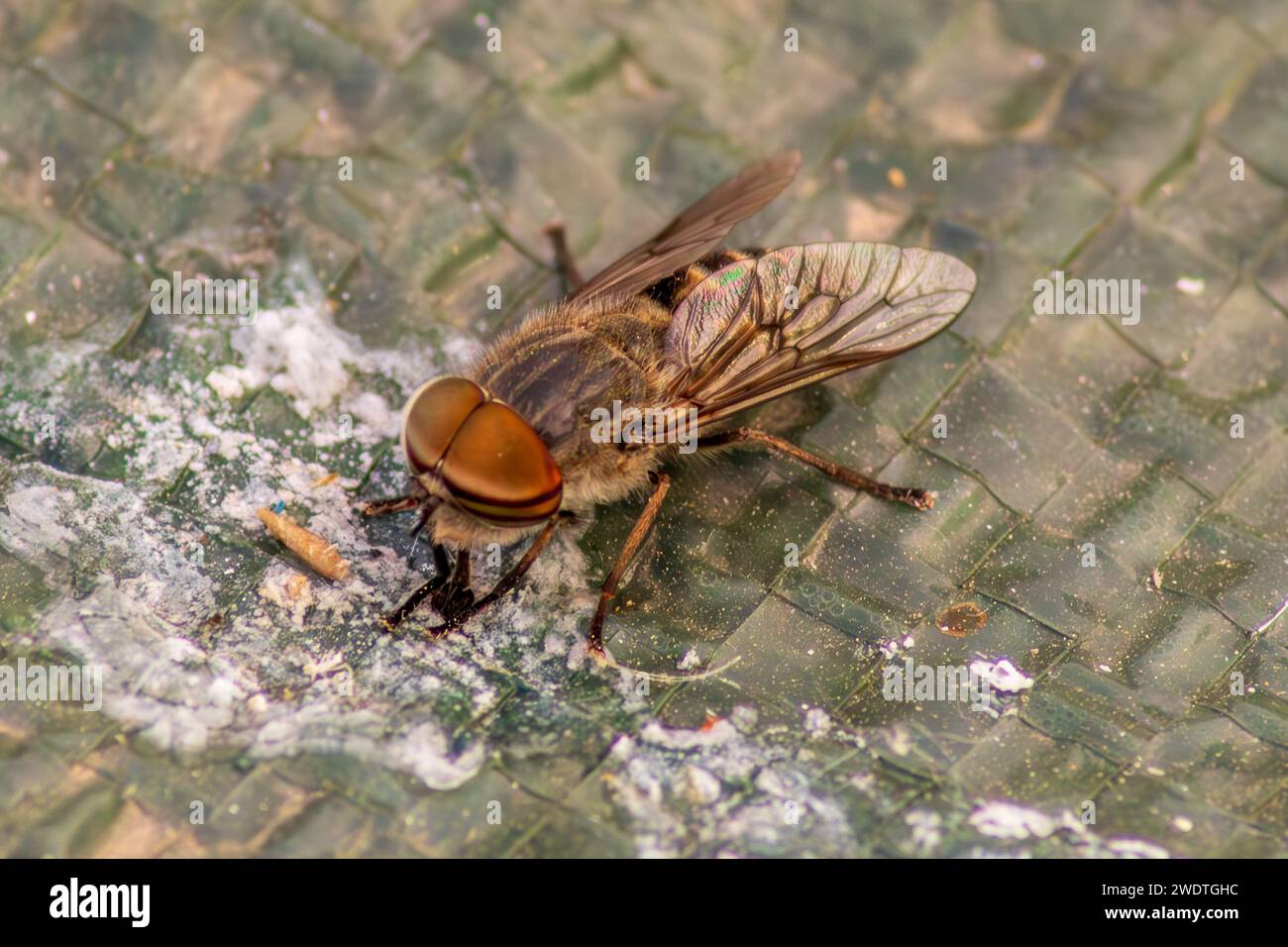 Tabanidae, Horse and Deer Flies Stock Photo - Alamy