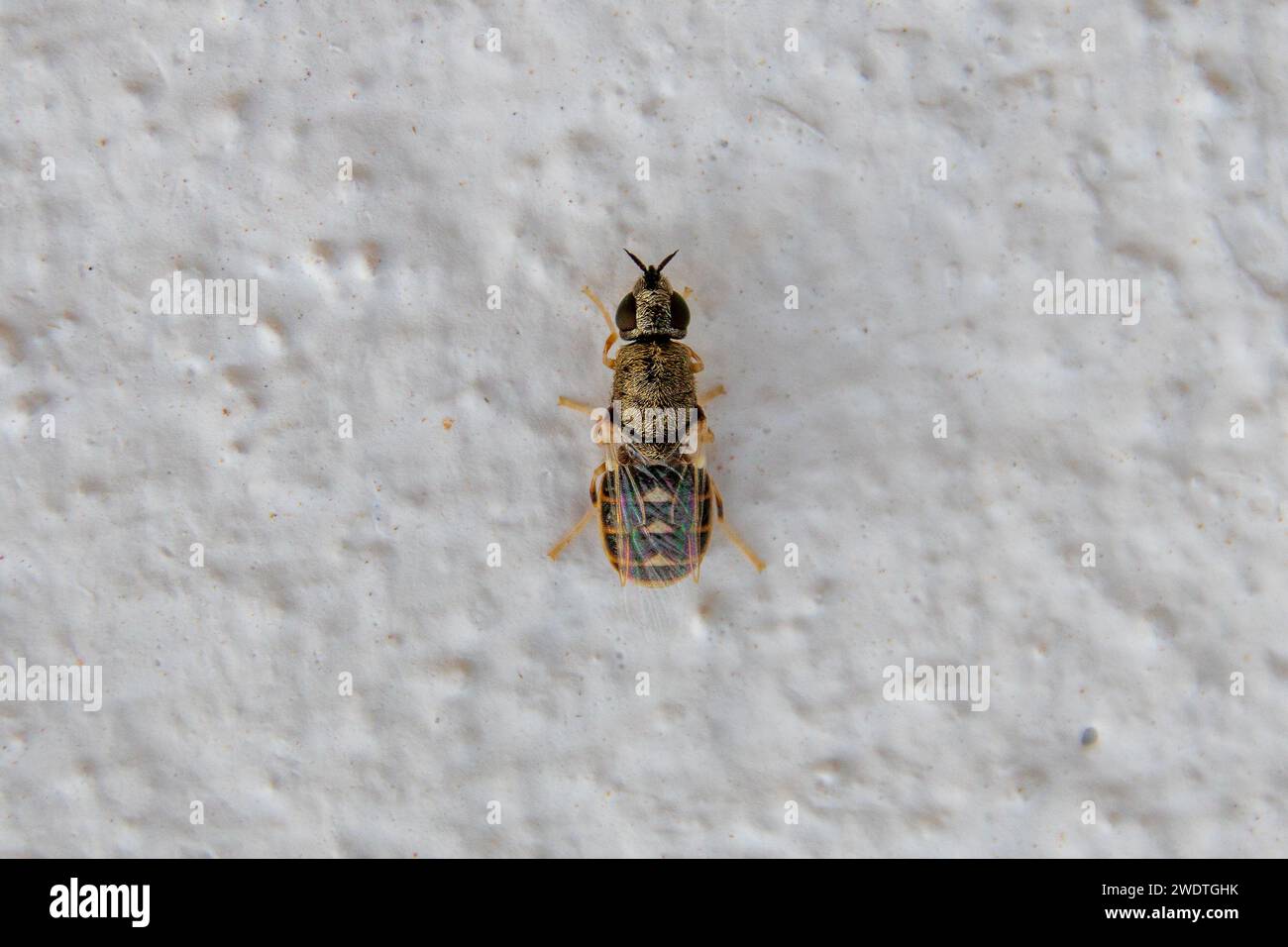 Orthorrhaphan flies hi-res stock photography and images - Alamy