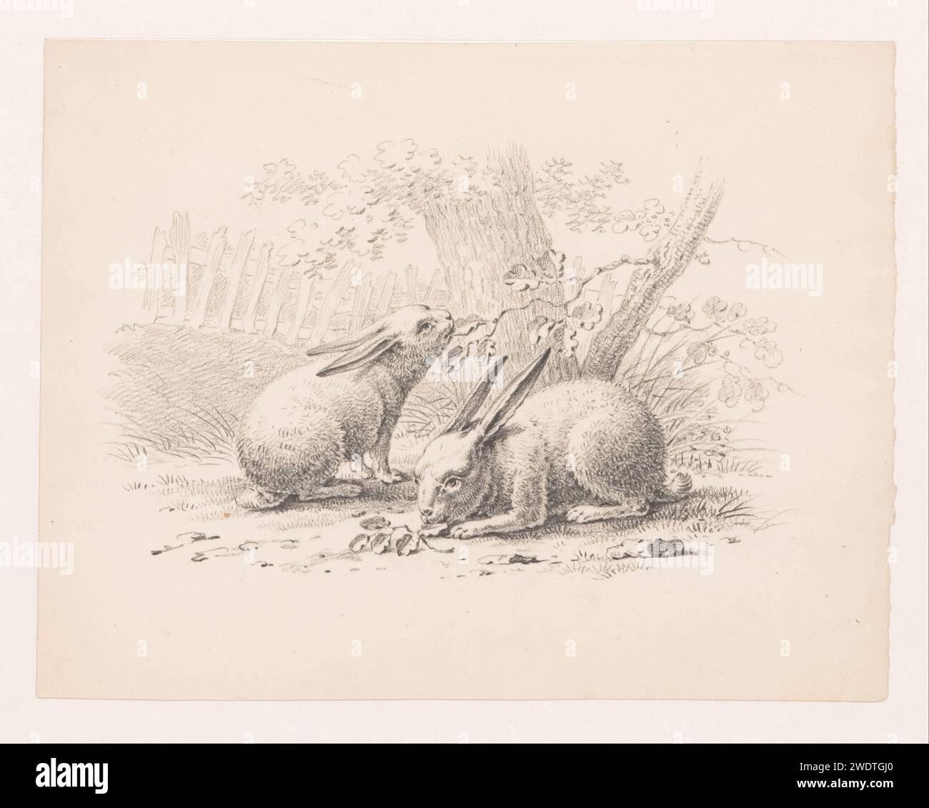 Two rabbits nibbles hi-res stock photography and images - Alamy