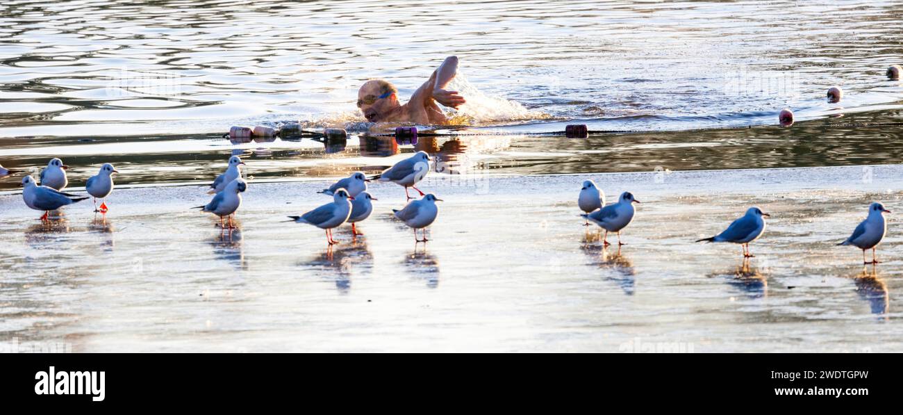 Pic shows: Early morning swimmers at Hampstead Ponds brave -3 ...