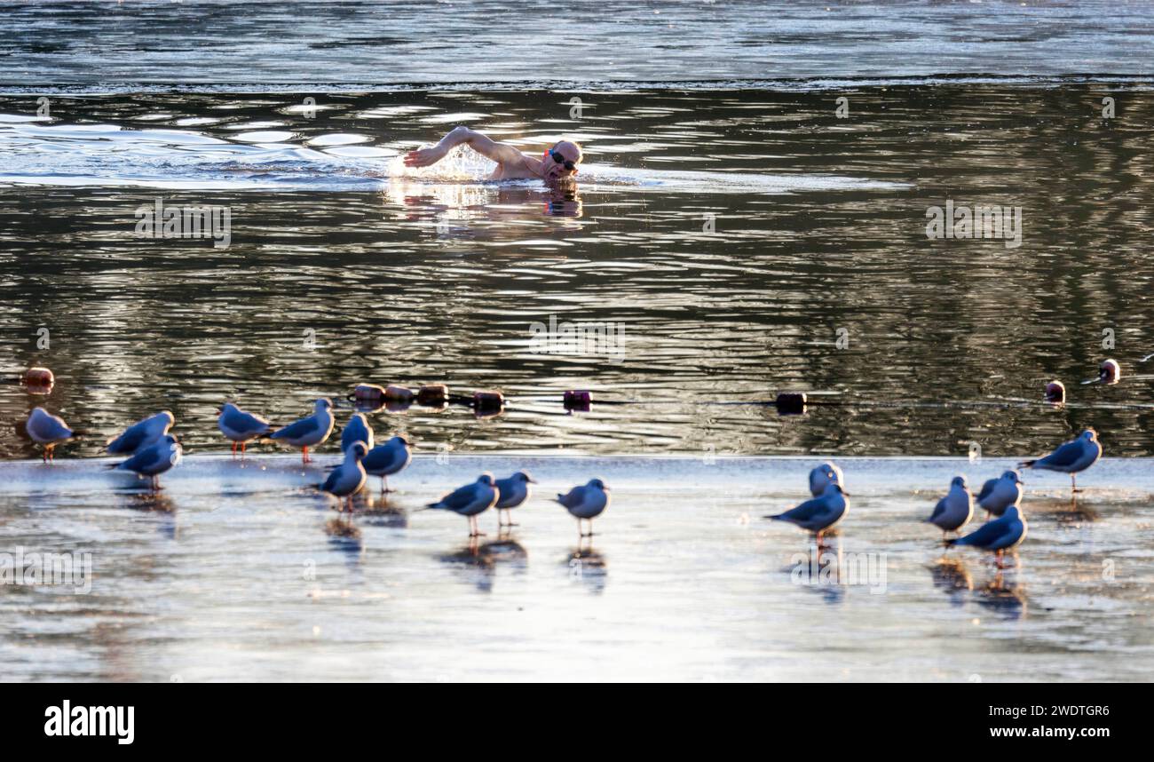 Pic shows: Early morning swimmers at Hampstead Ponds brave -3 ...