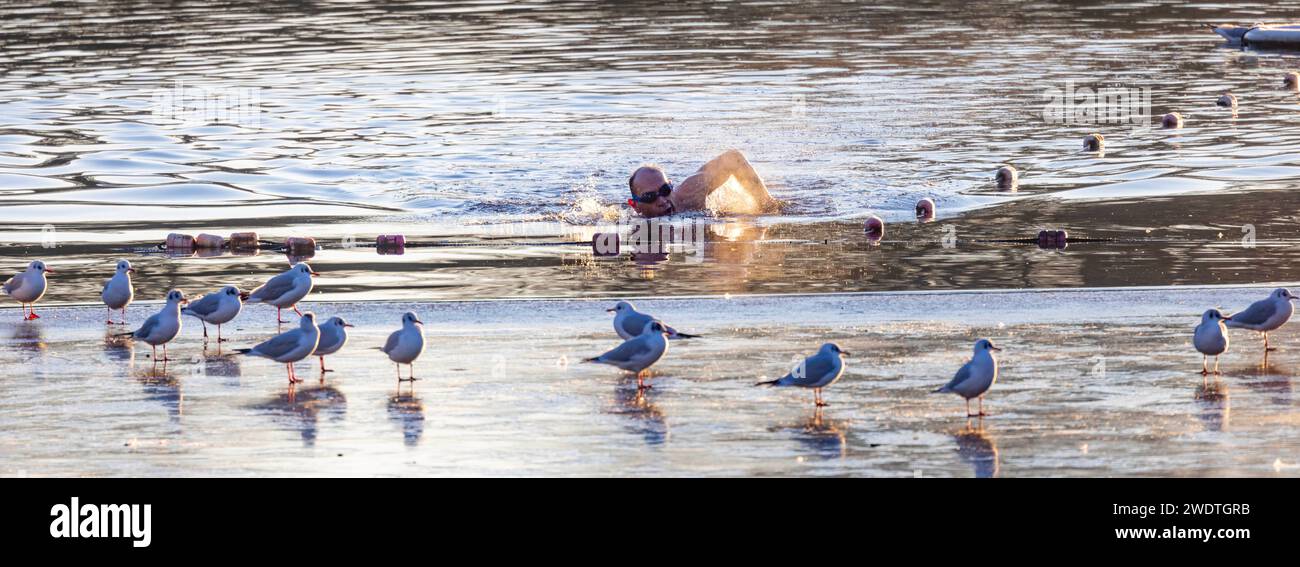 Pic shows: Early morning swimmers at Hampstead Ponds brave -3 ...