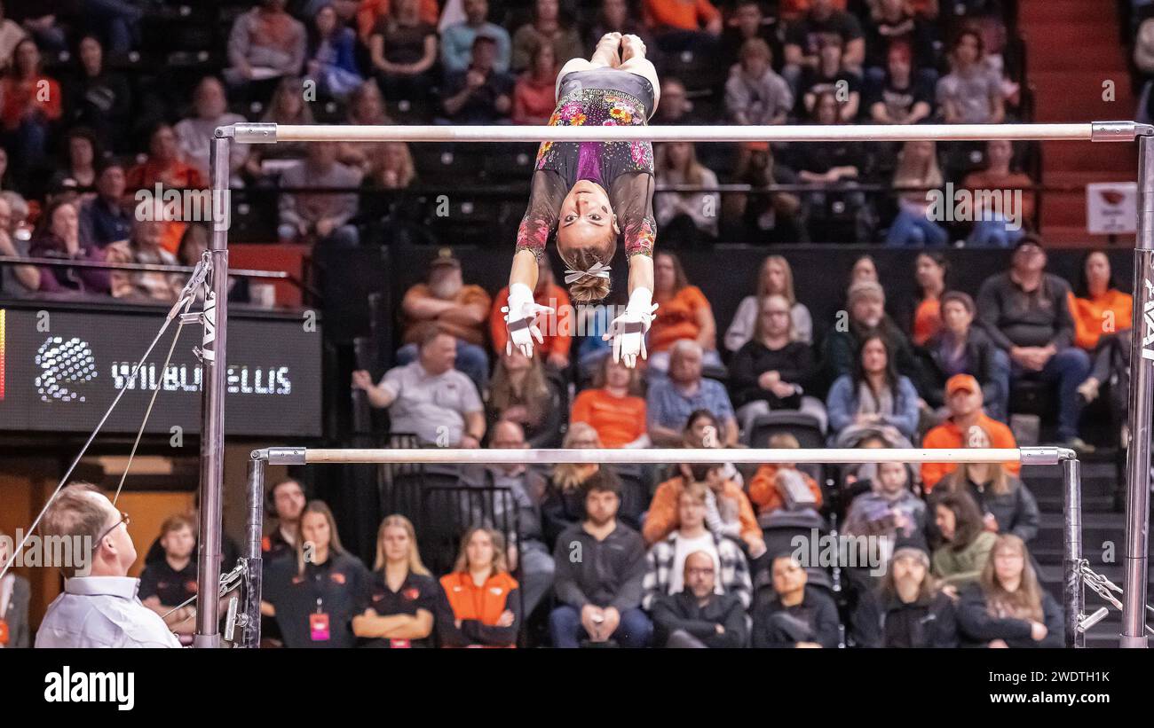 Corvallis, USA. 21st Jan, 2024. OSU's Taylor DeVries swings from the low bar to the high and ...