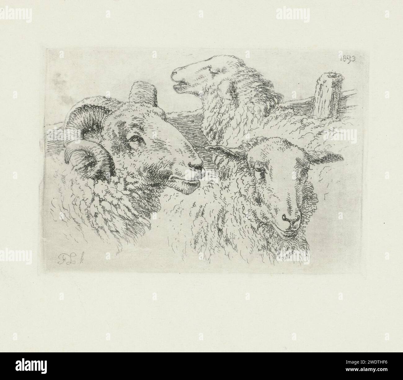 Koppen of Sheep and a Ram, Frans LeBret, 1893 print Two heads of sheep ...
