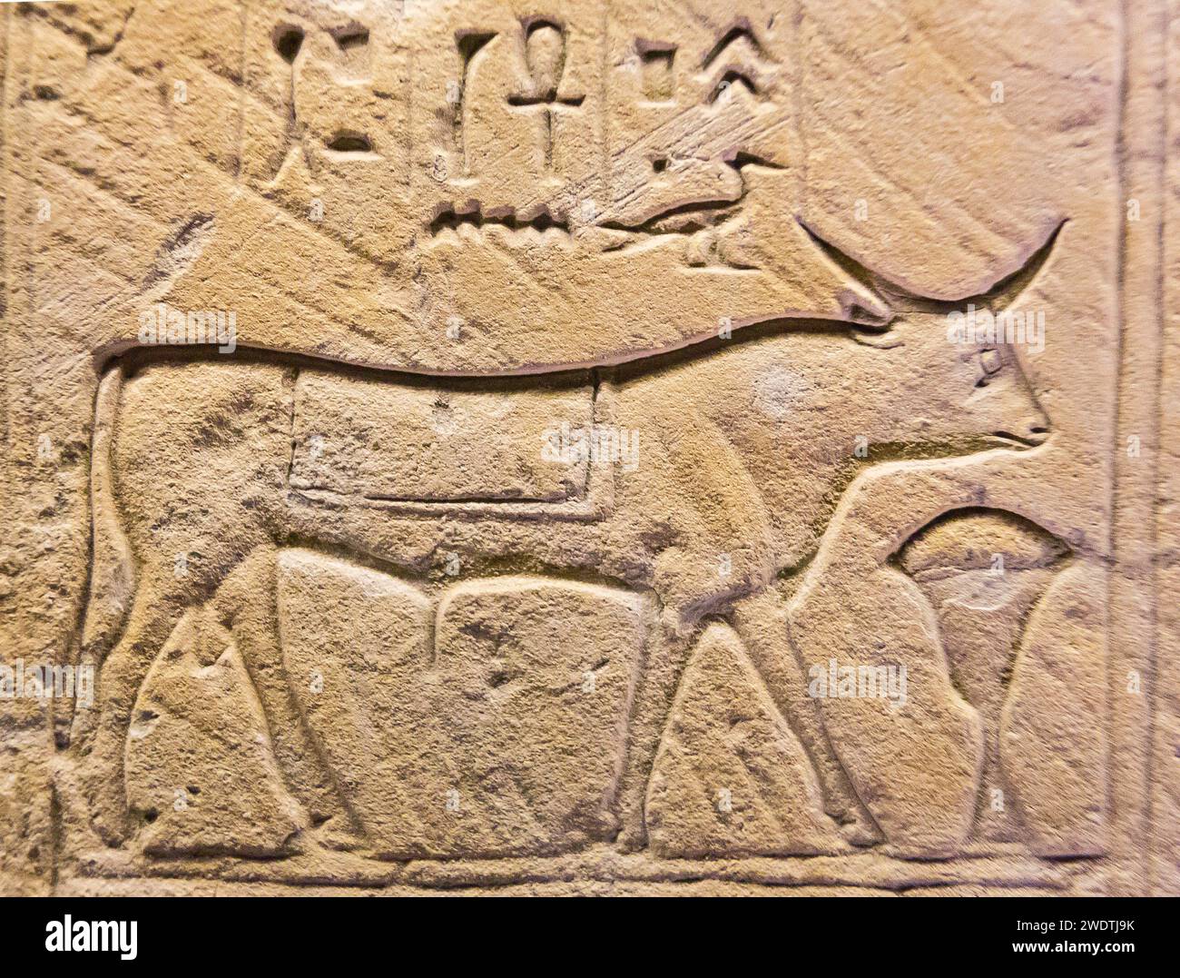 Egypt, Saqqara, Serapeum, an Apis bull on the stele of a man named ...