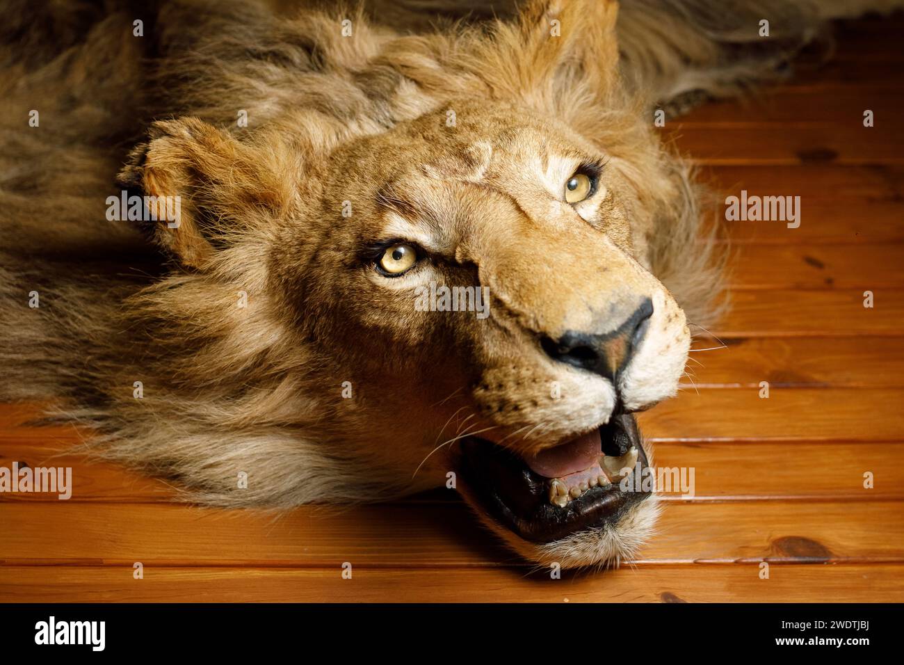 lion head on the wall . High quality photo Stock Photo - Alamy