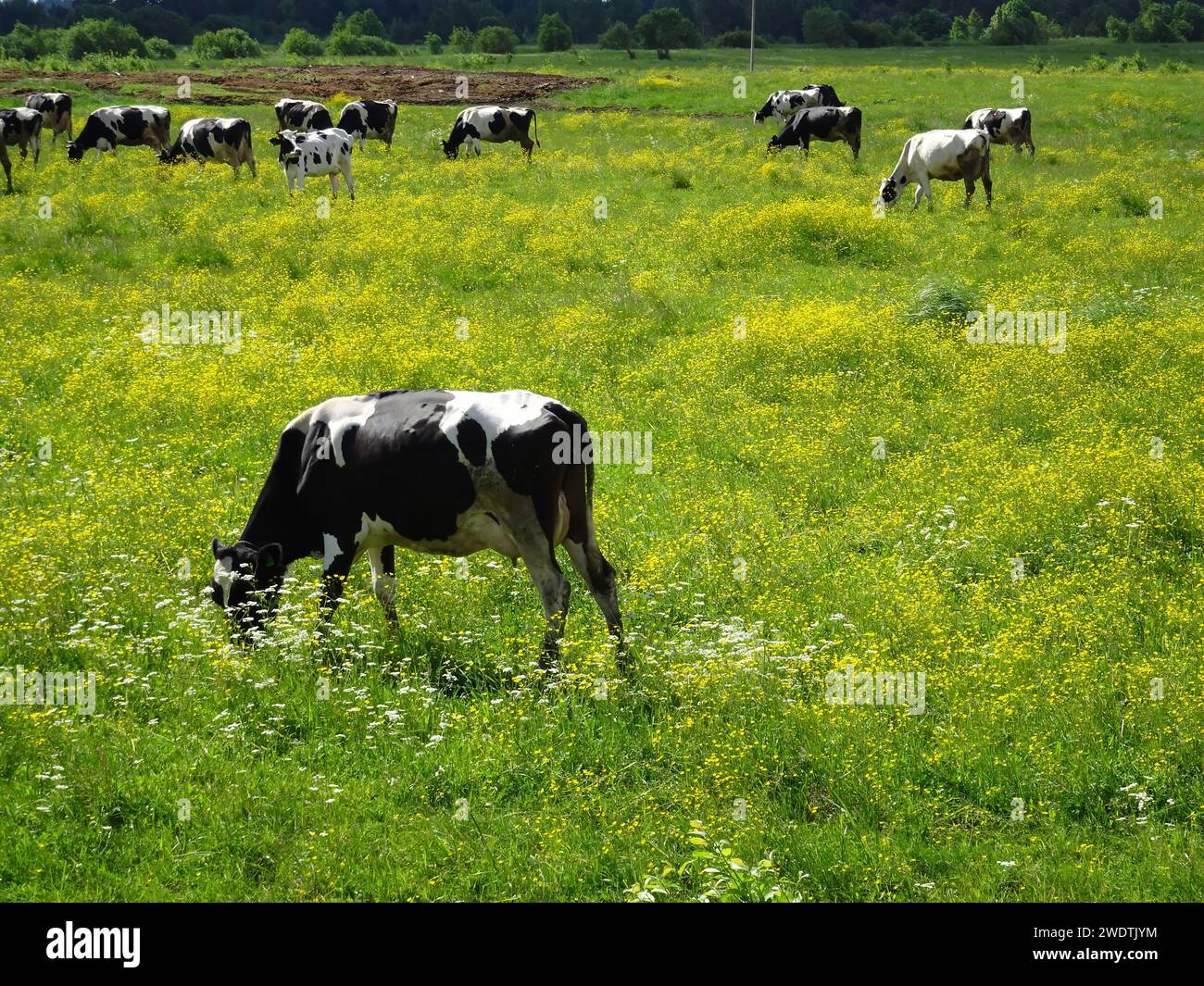 A cows on a green pasture on a sunny spring day. Grazing cows on a ...