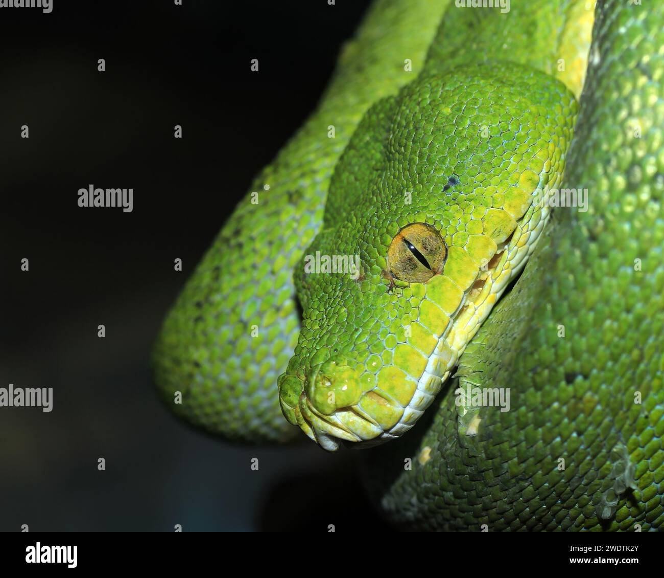 Jungle snake hi-res stock photography and images - Alamy