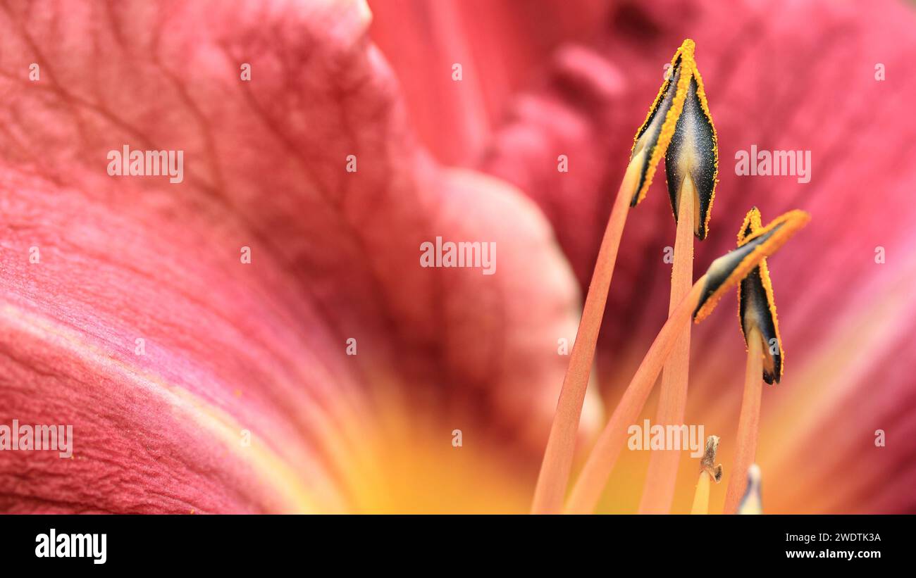 Pink lily flower.Closeup of lily spring flowers. Beautiful lily flower in lily flower garden ...