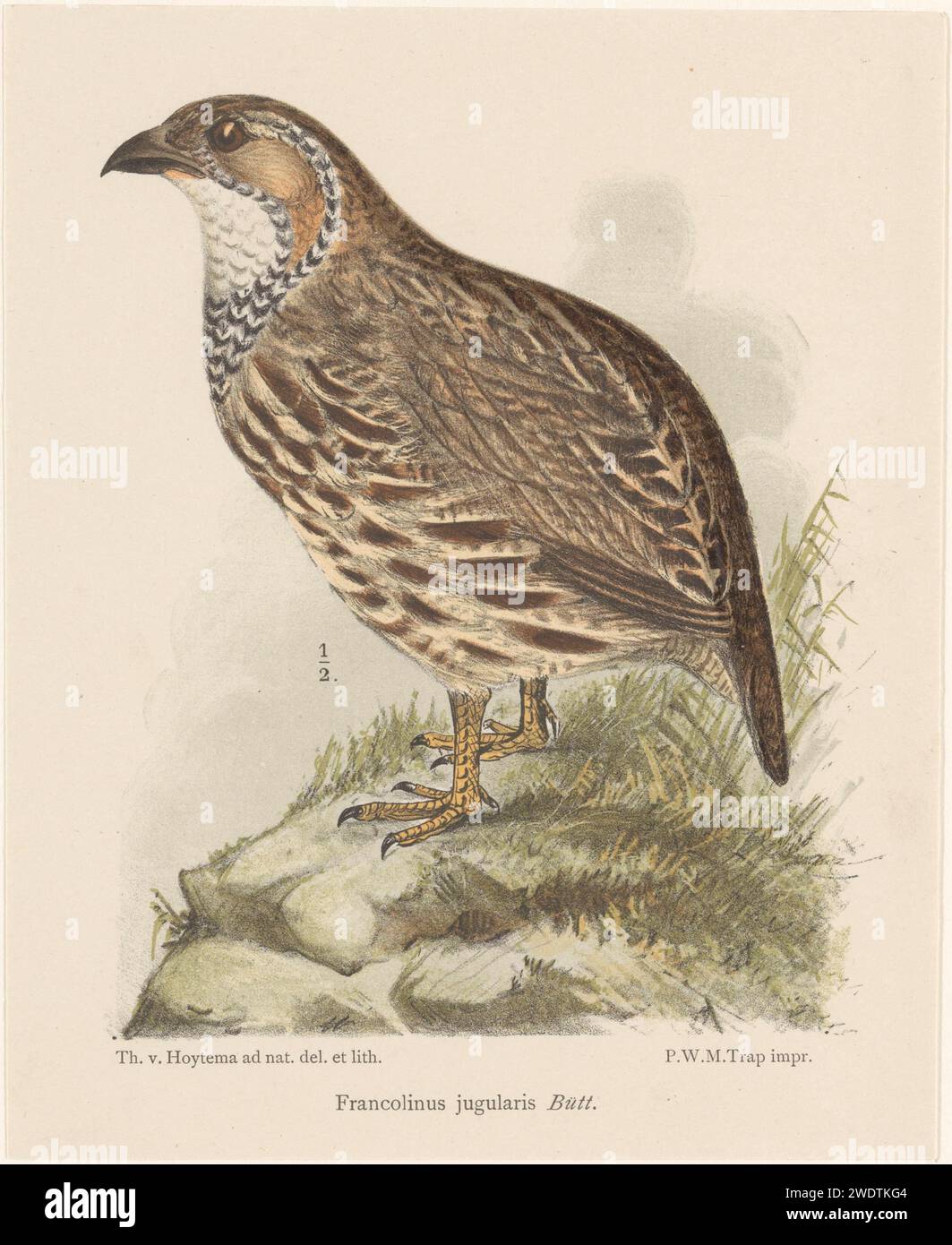 Oranjerivier Francolijn (Francolinus Levaillantoides Jugularis), Theo ...