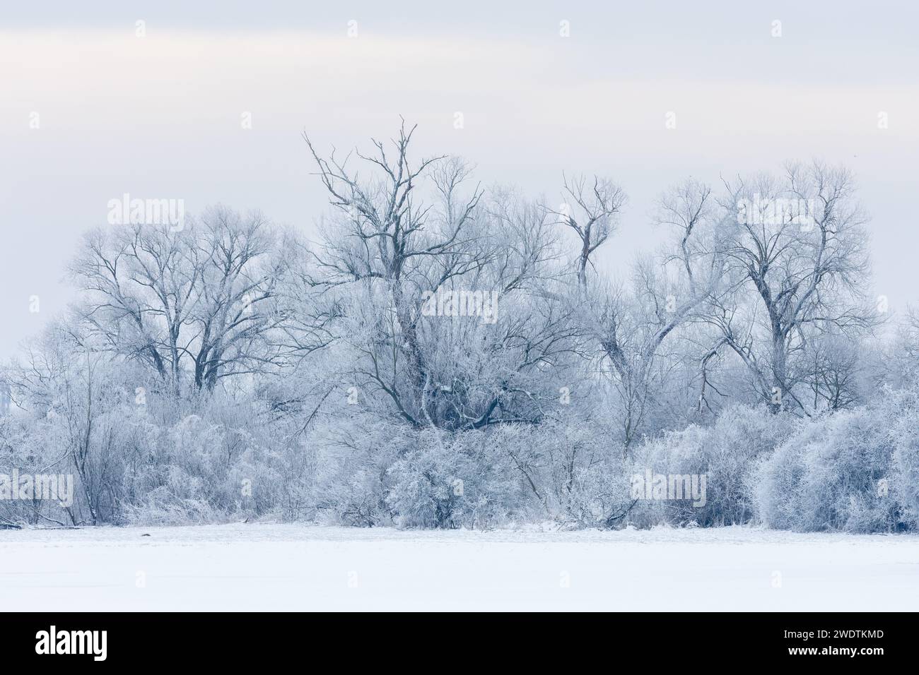 A moody winter scene with large willow trees covered in hoar frost and ...