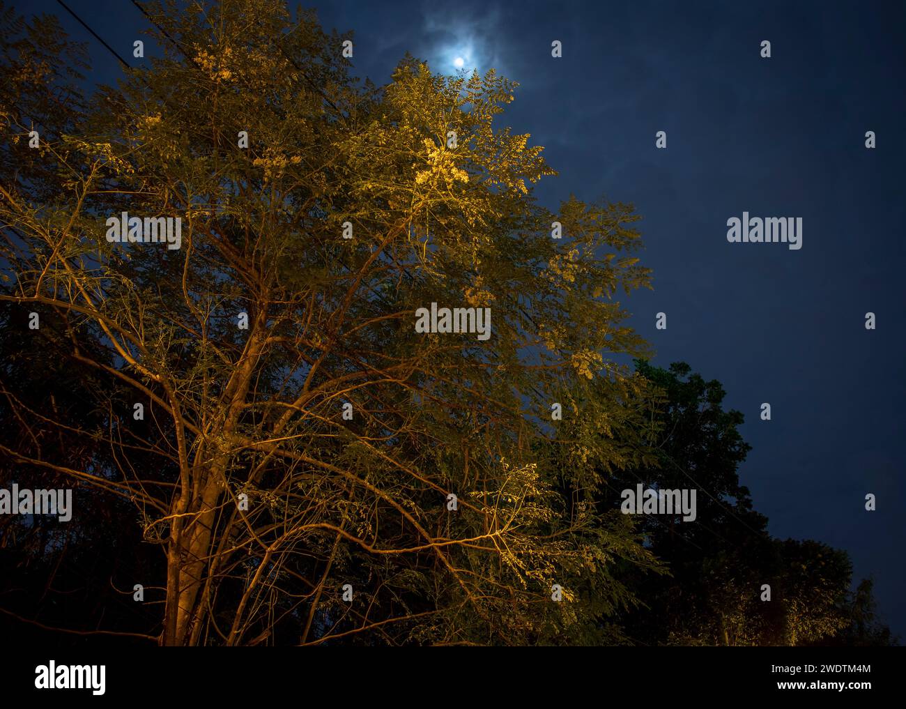 bottom view of yellow tree with full moon at night Stock Photo - Alamy