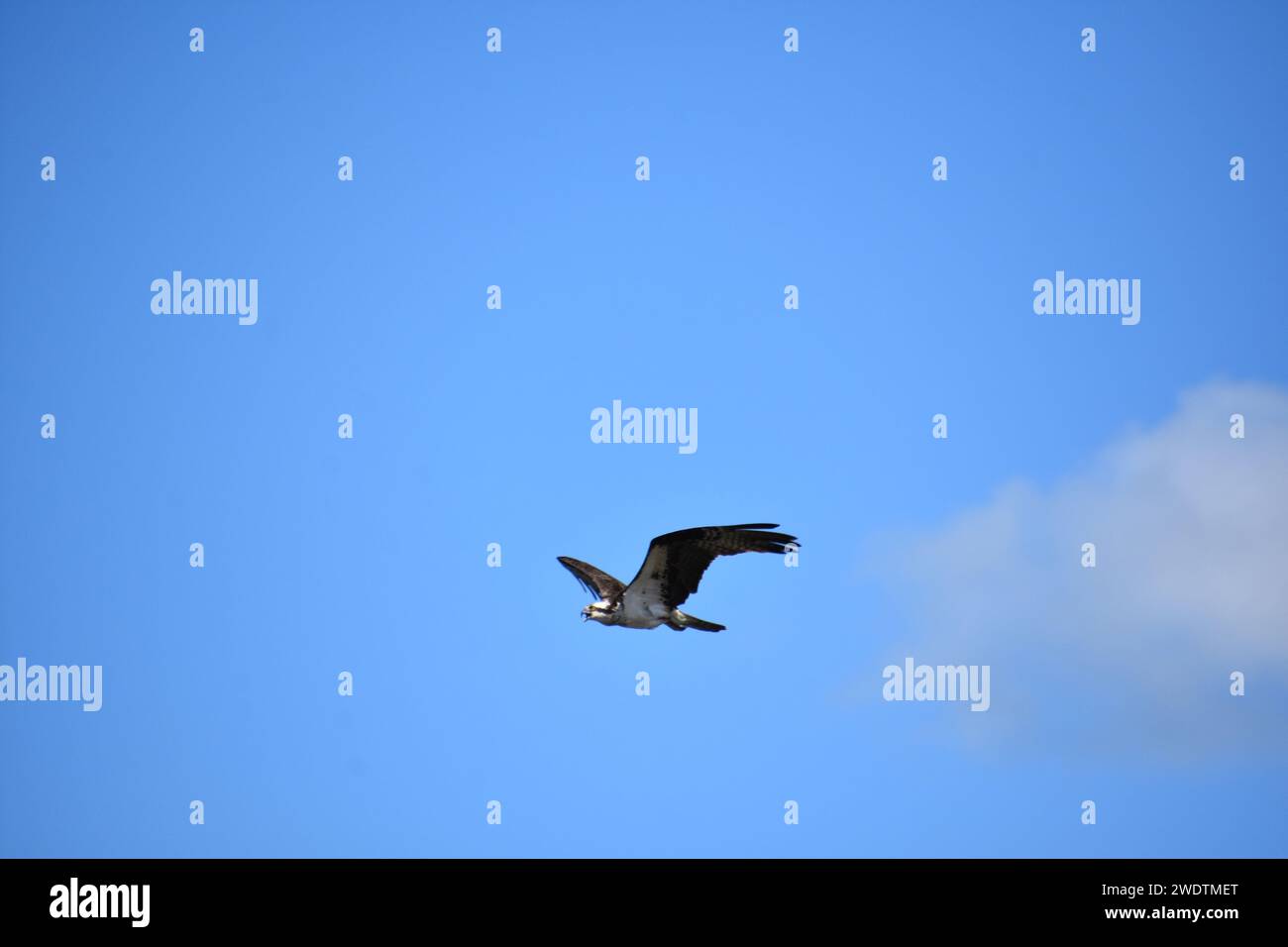 Flying and squawking osprey bird in brilliant blue skies Stock Photo ...