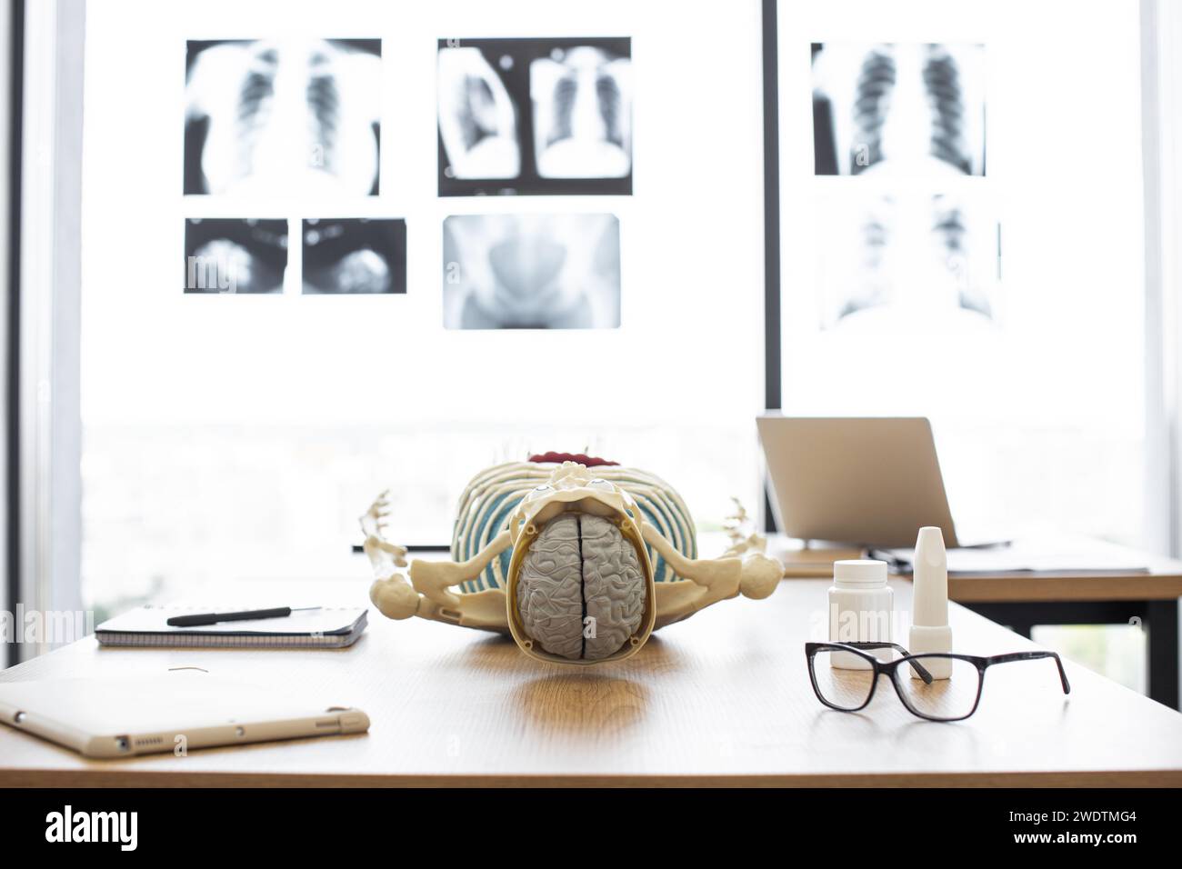 Skeleton with organs, brain, bones, joints Stock Photo - Alamy