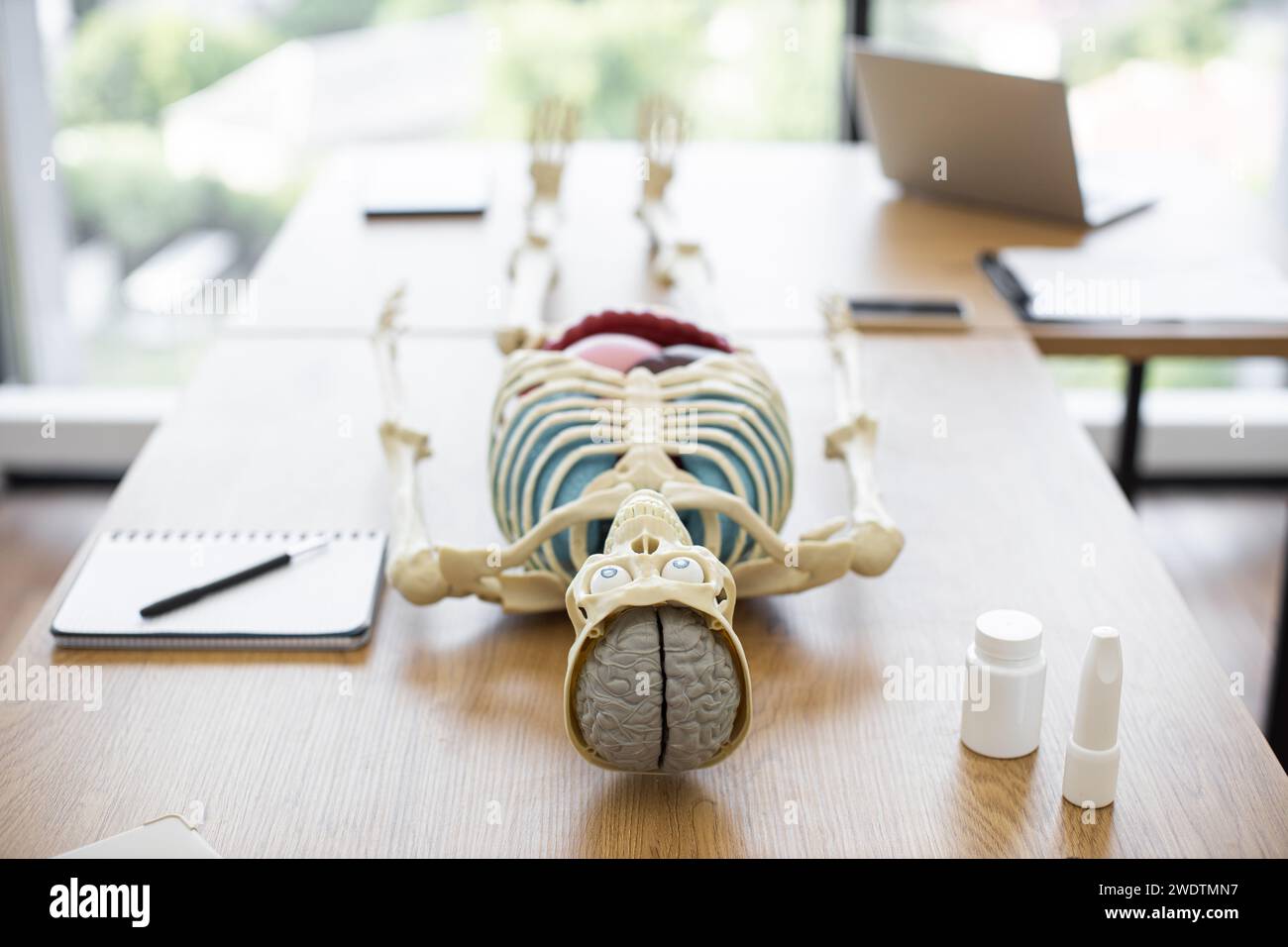 3D model of human skeleton with organs Stock Photo - Alamy