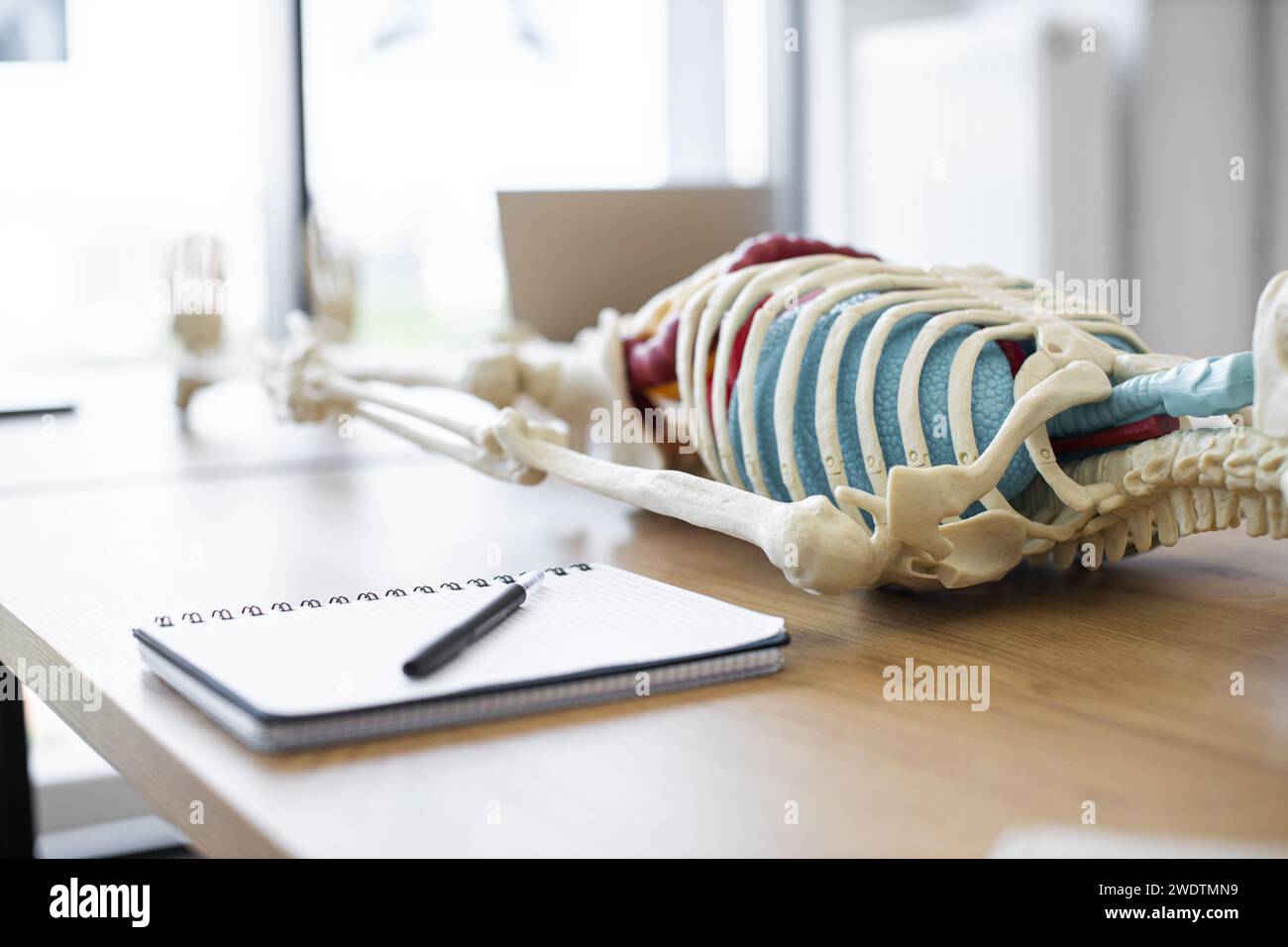 3D model of human skeleton with organs Stock Photo - Alamy