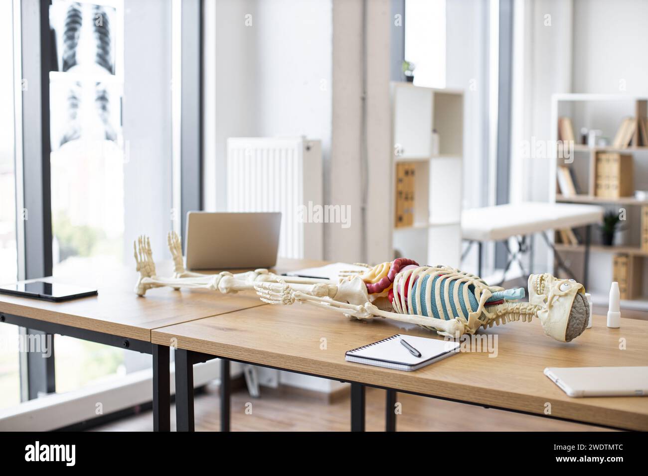 Model of a variety of human body parts in doctor office Stock Photo - Alamy
