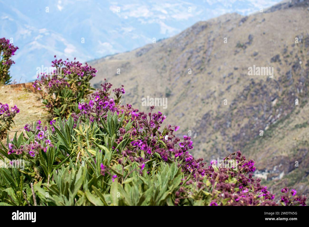 Alpine vegetation in the Andes Stock Photo - Alamy