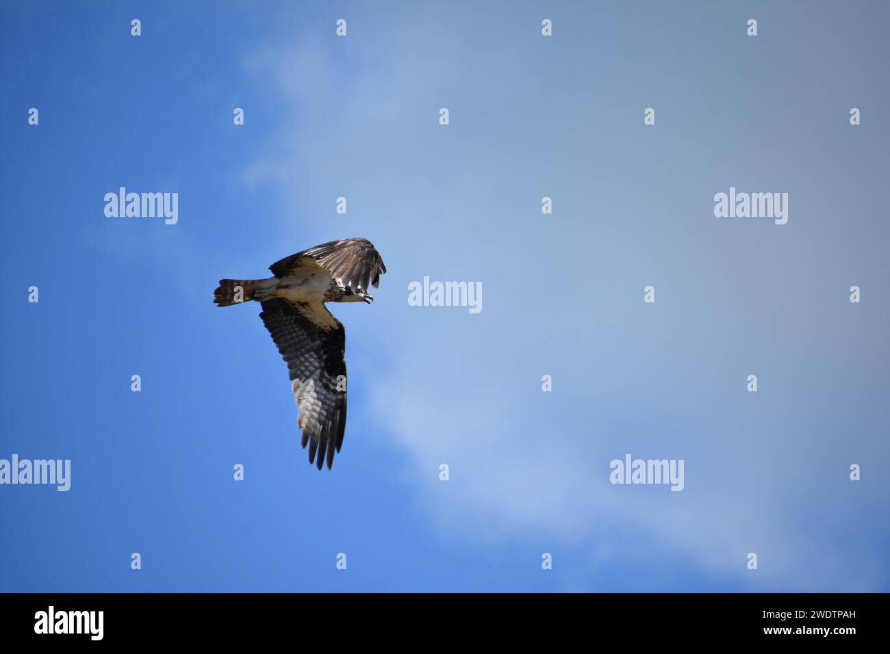 Stunning beautiful osprey bird flapping their wings in flight Stock ...
