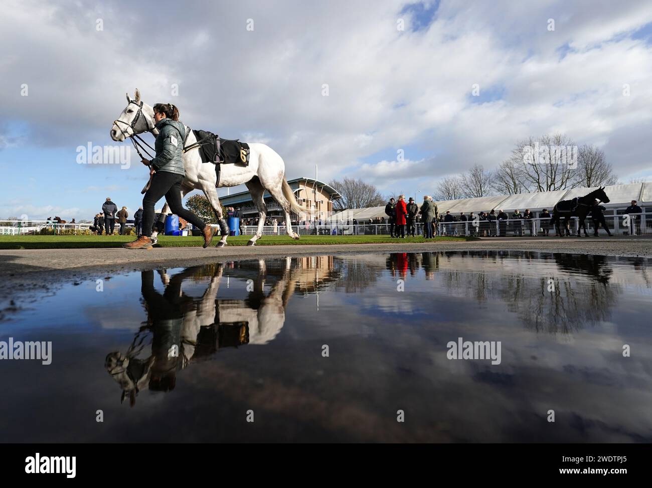 Horses in the parade ring before the Hazelton Mountford Insurance ...