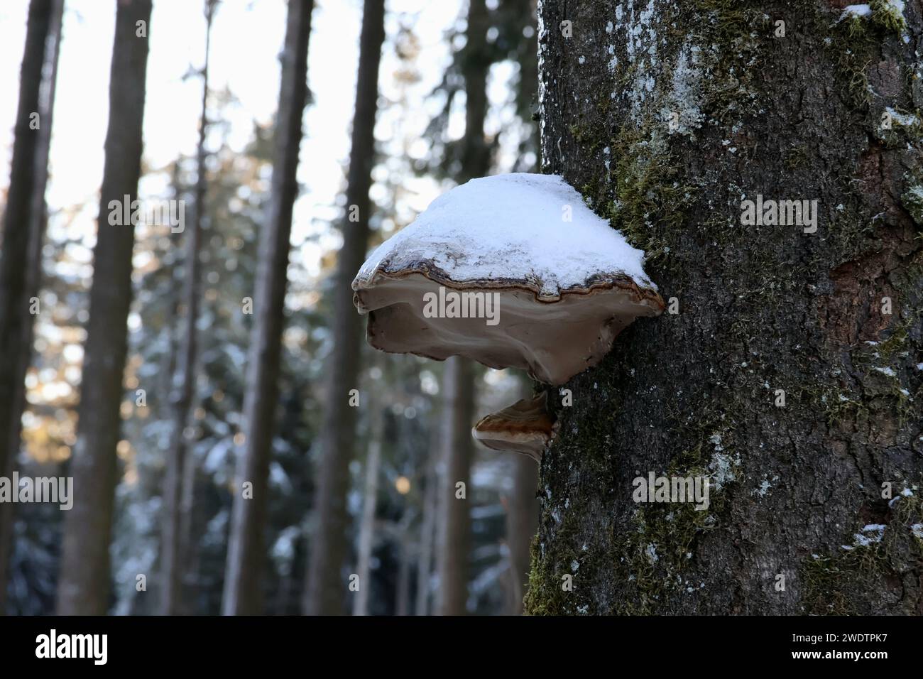 A snow-covered mushroom adorns a wintry tree Stock Photo - Alamy