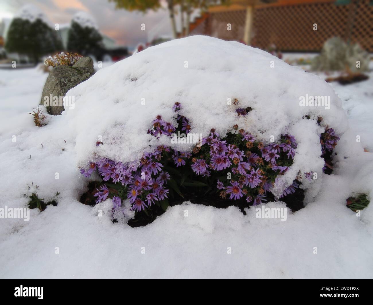Snow-covered flowers in garden bed on lawn Stock Photo - Alamy