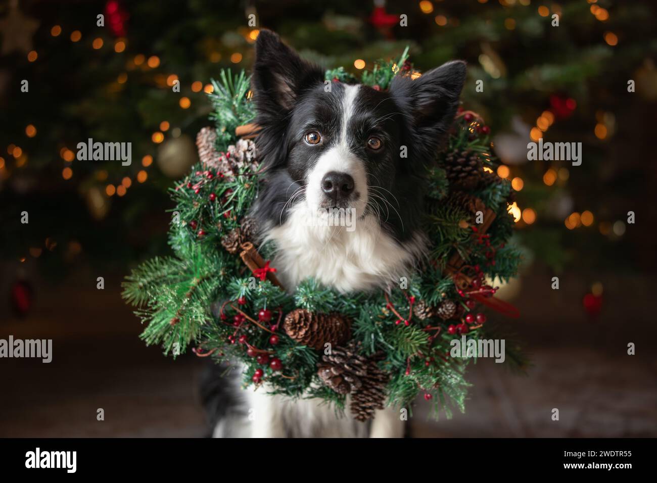 Adorable Border Collie in Green Christmas Wreath. Cute Portrait of ...