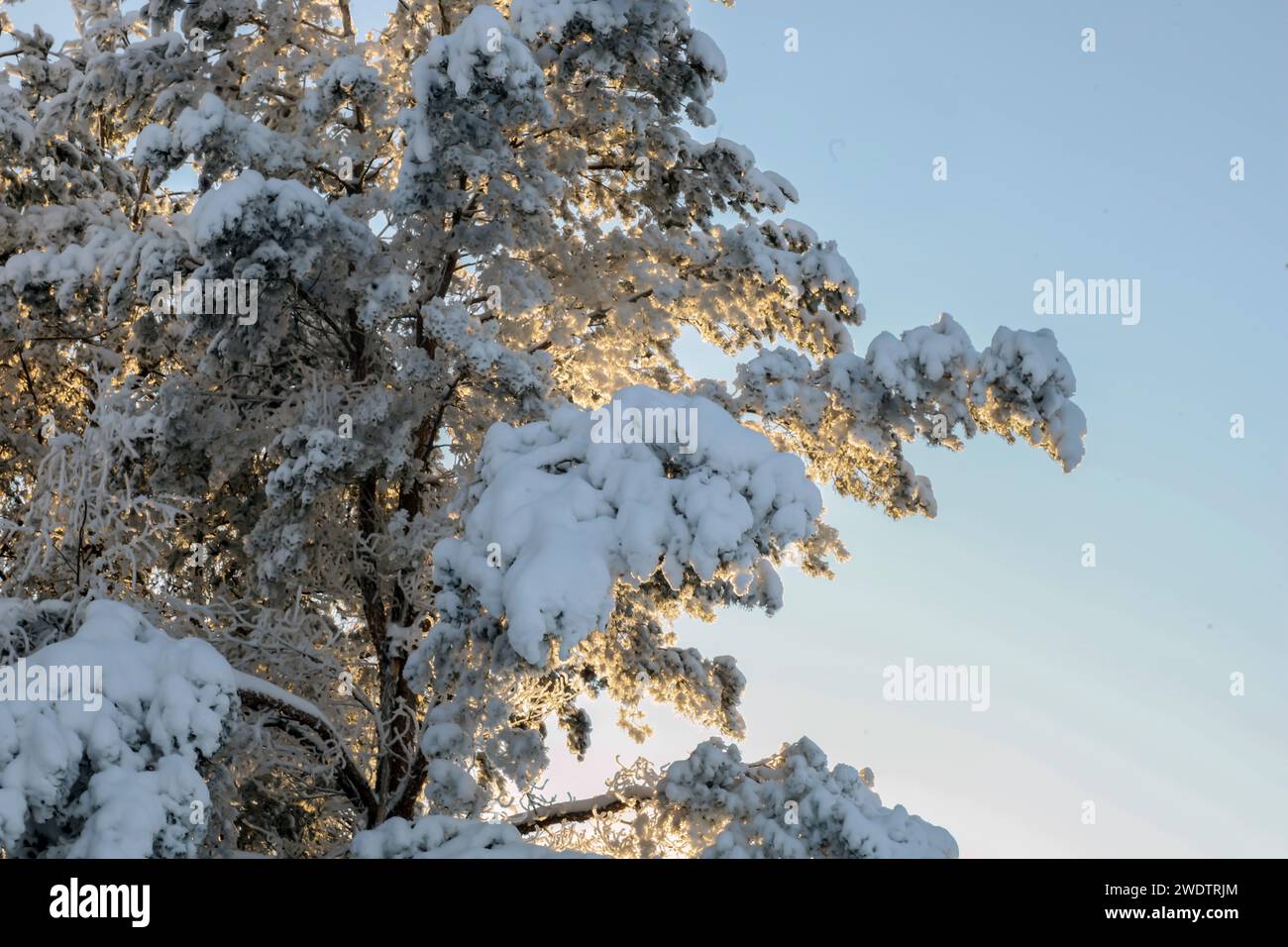 Snowy tree in front of clear blue sky with plane Stock Photo - Alamy