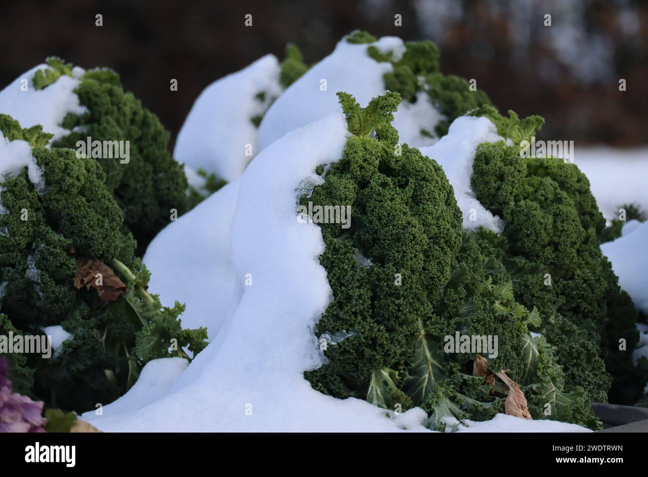 Hardy options hi-res stock photography and images - Alamy