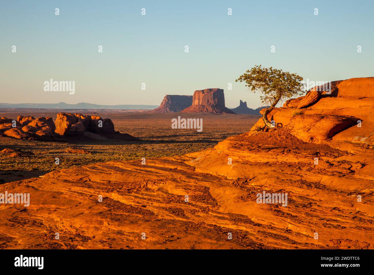 A pinyon tree growing out of the sandstone in Mystery Valley in the ...