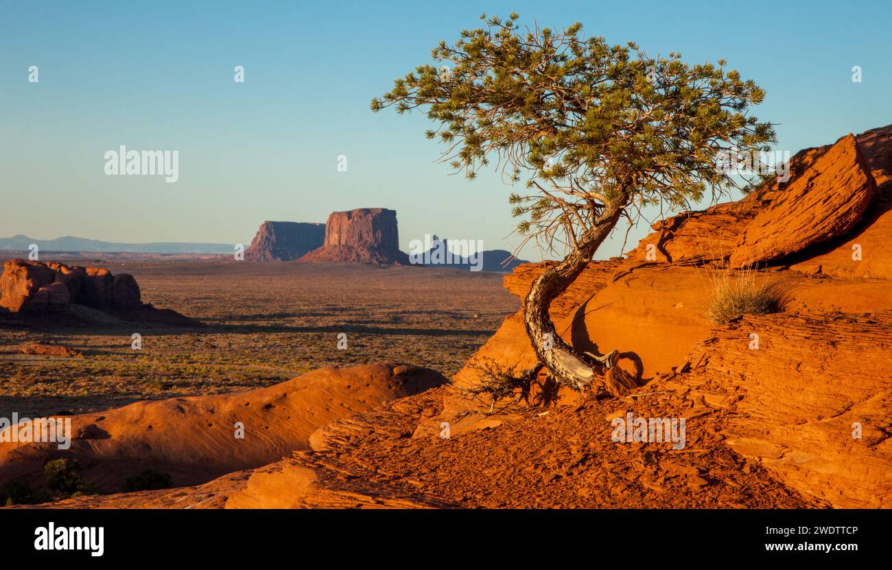 A pinyon tree growing out of the sandstone in Mystery Valley in the ...