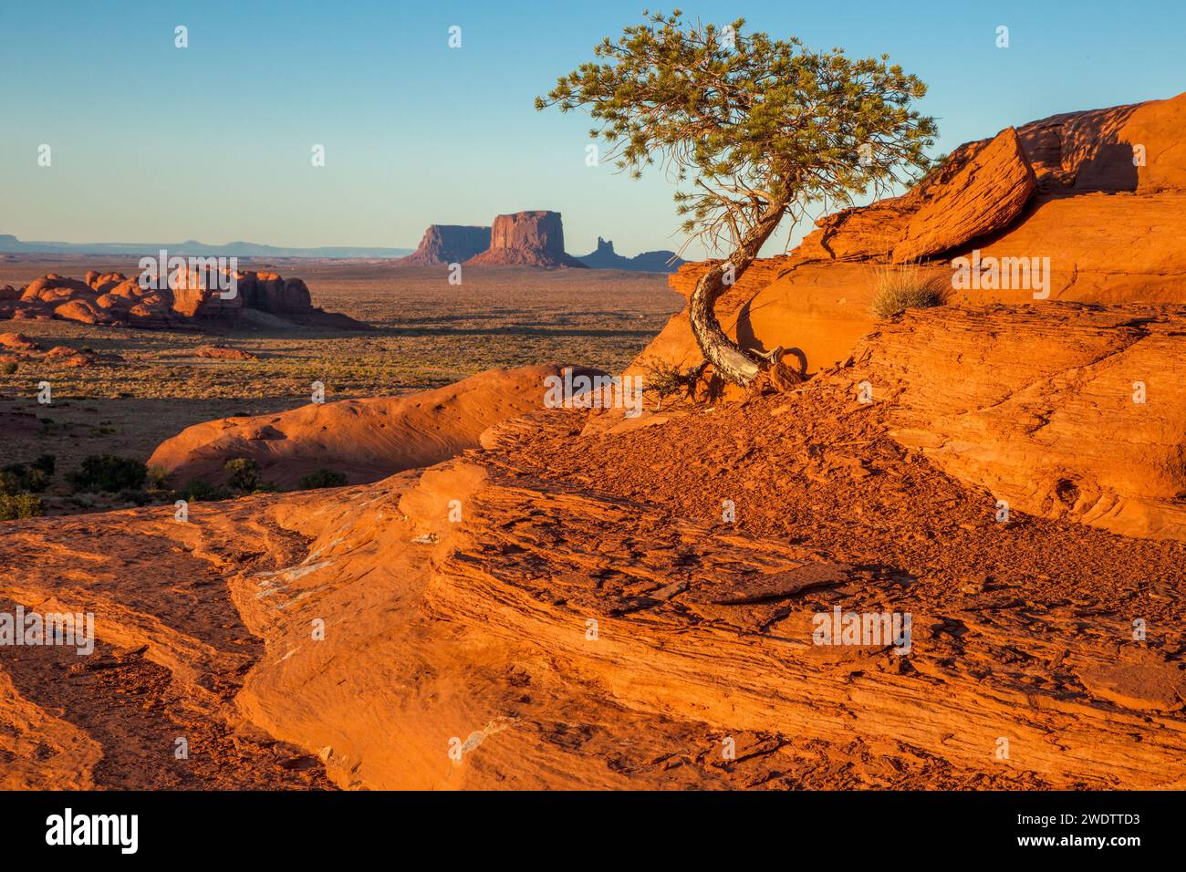 A pinyon tree growing out of the sandstone in Mystery Valley in the ...