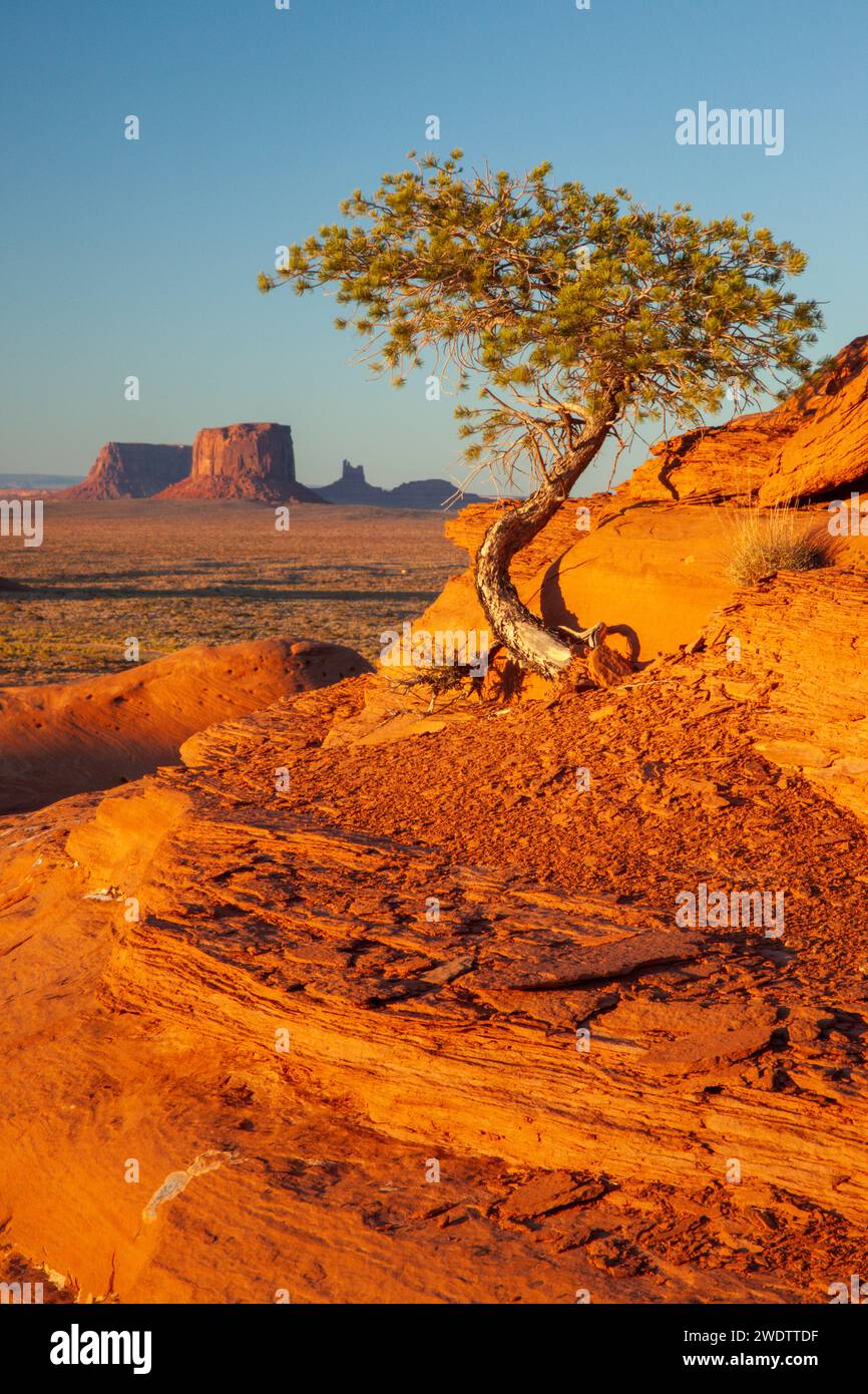 A pinyon tree growing out of the sandstone in Mystery Valley in the ...