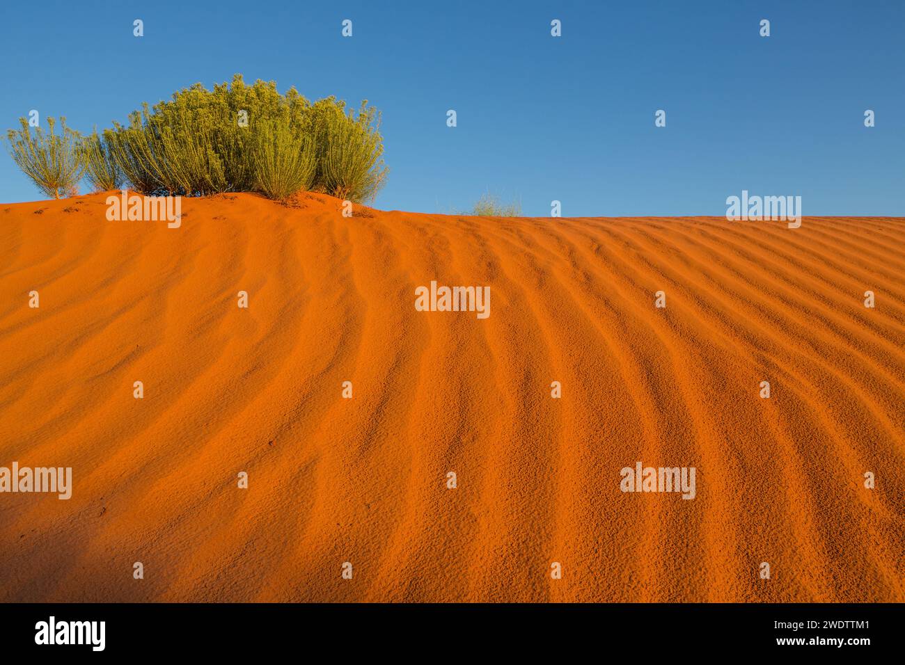 Broom snakeweed in the rippled sand dunes in the Monument Valley Navajo ...