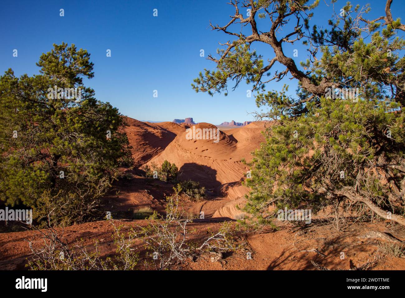 Pinyon trees and eroded sandstone in Mystery Valley in the Monument ...